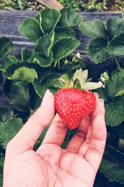 Strawberry Ice Water Hack (How to Freshen Strawberries) - All Things Mamma