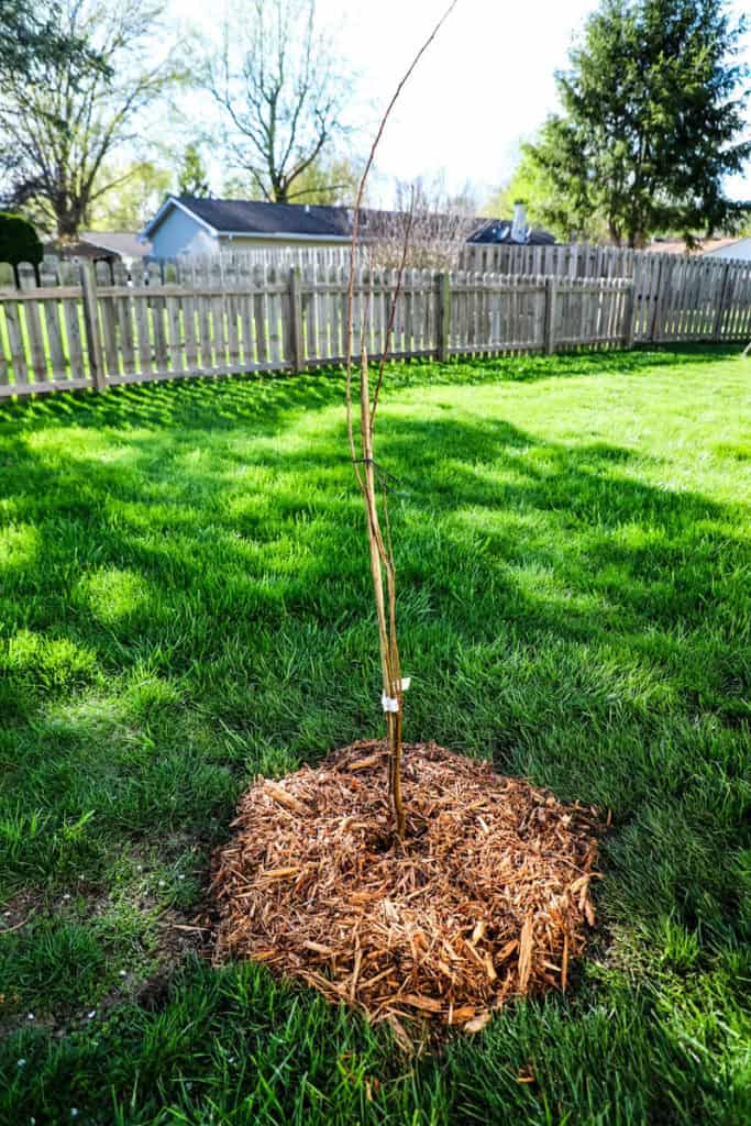 Planting Bare Root Trees: Tips and Tricks – Best Birthday Ever